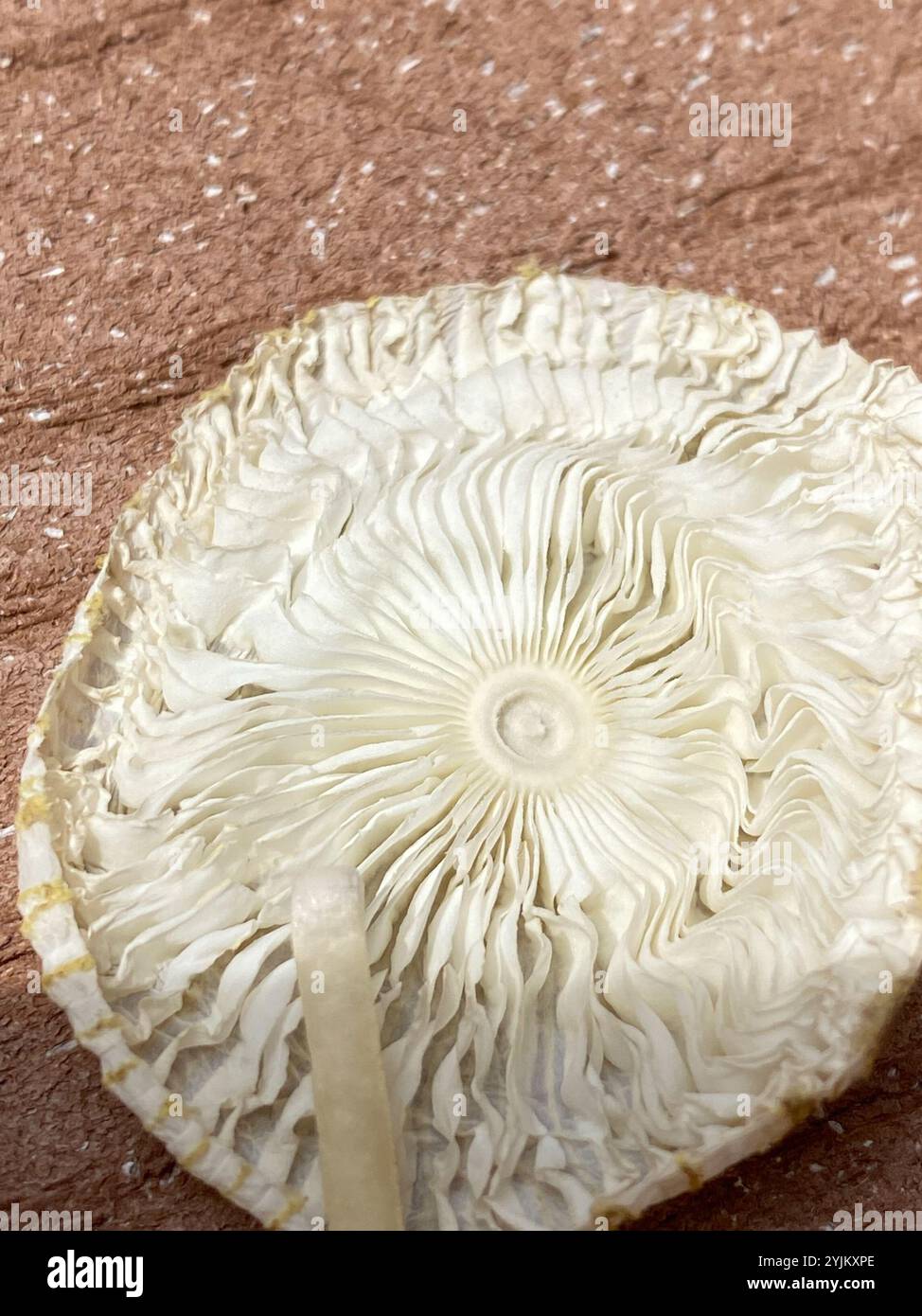 Fragile Dapperling (Leucocoprinus fragilissimus Stock Photo - Alamy