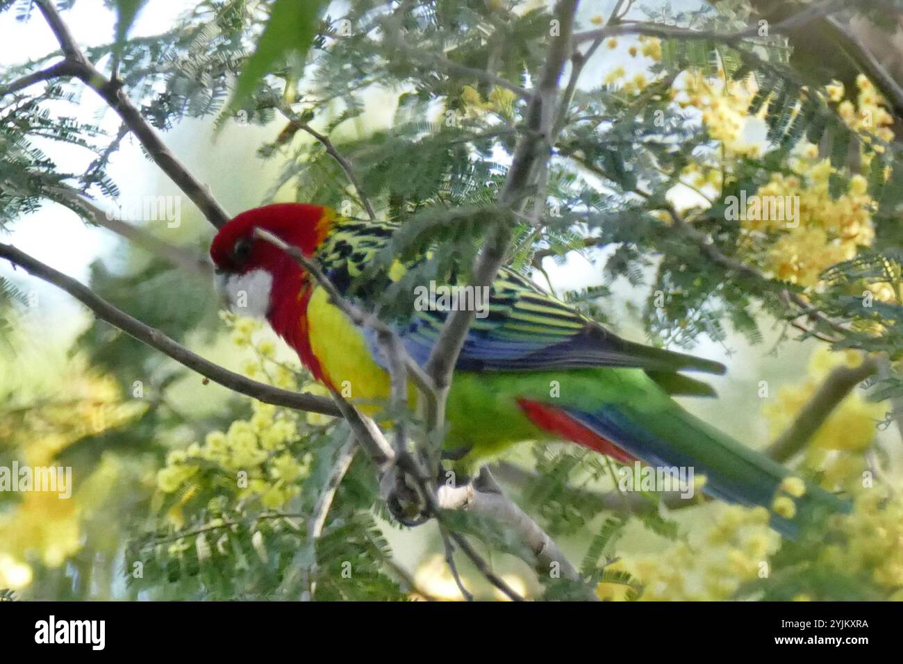Eastern Rosella (Platycercus eximius Stock Photo - Alamy