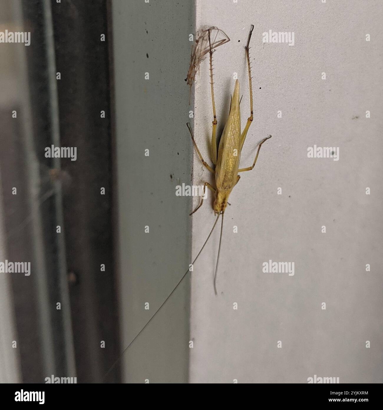 Black-horned Tree Cricket (Oecanthus nigricornis Stock Photo - Alamy