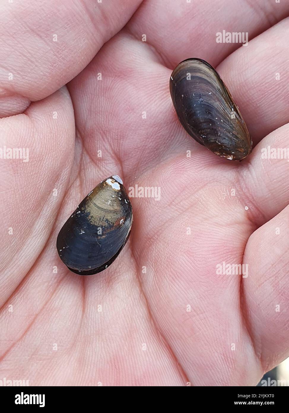Mytilus trossulus hi-res stock photography and images - Alamy