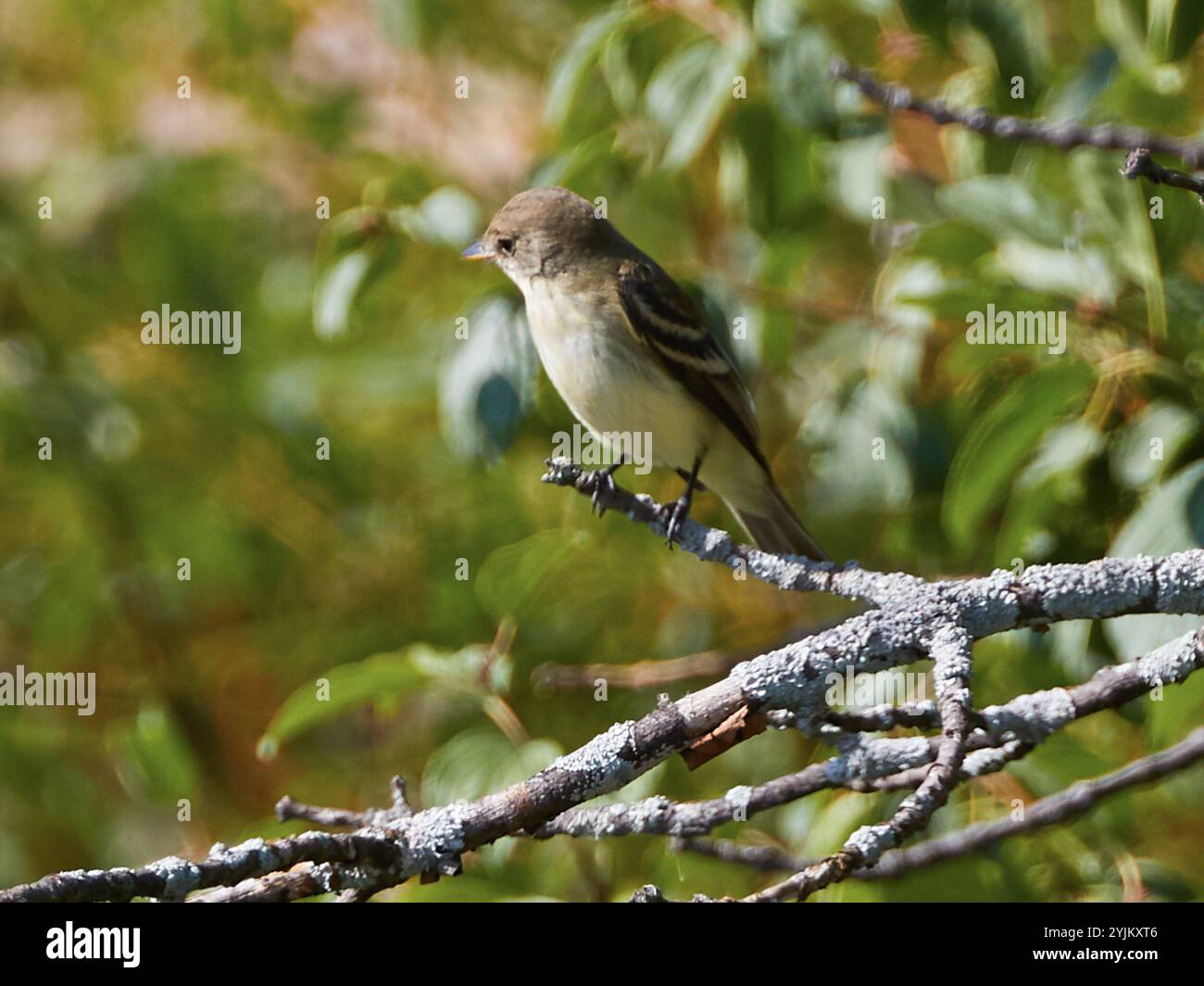 Empidonax Flycatchers (Empidonax Stock Photo - Alamy