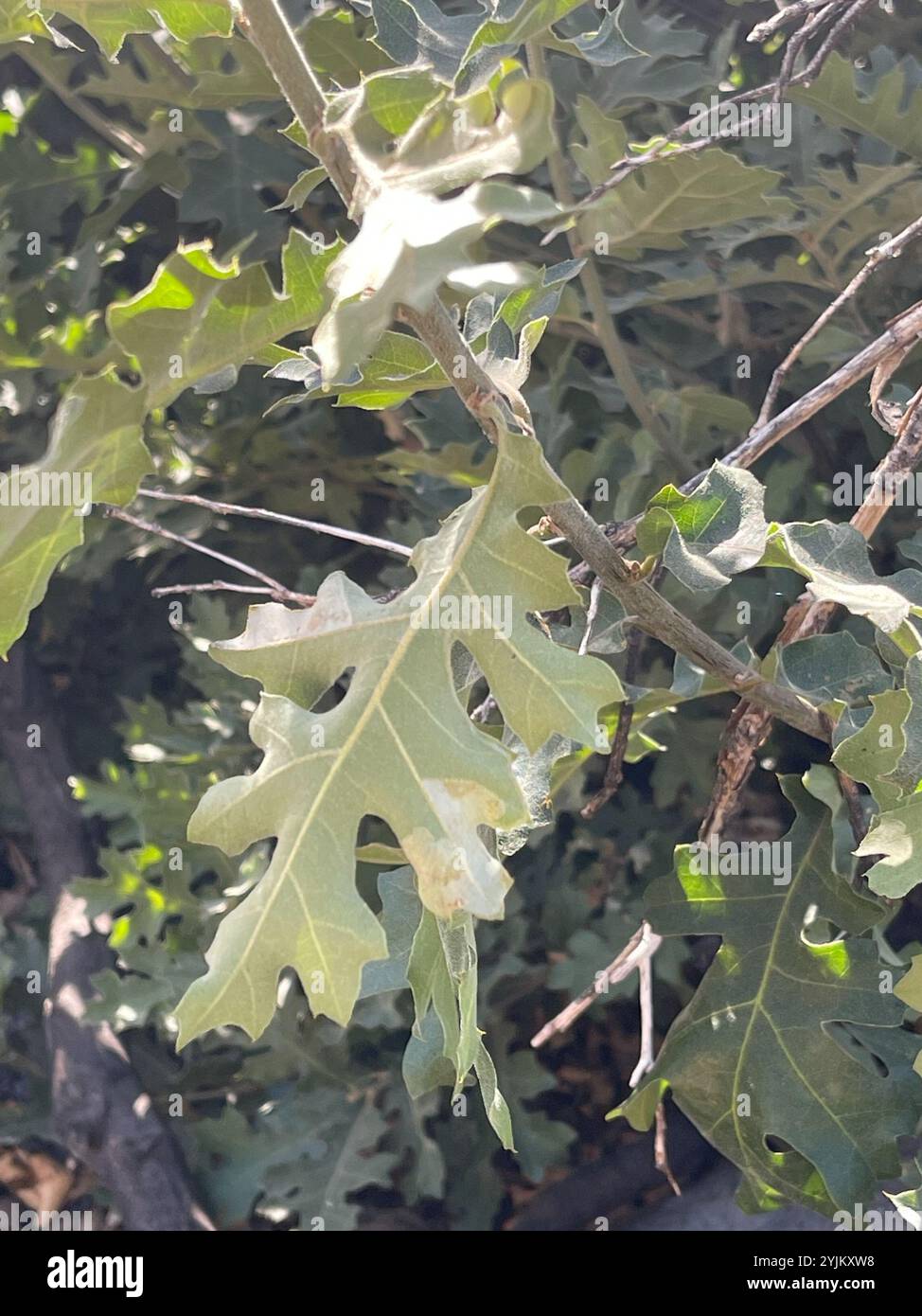 California black oak (Quercus kelloggii Stock Photo - Alamy