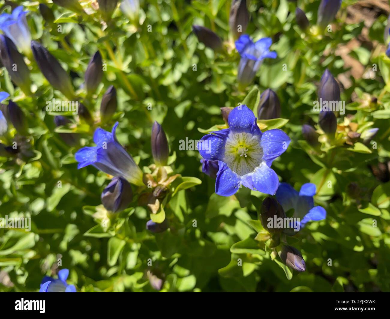 Mountain Bog Gentian (Gentiana calycosa Stock Photo - Alamy