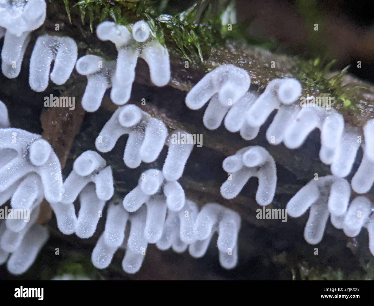 Honeycomb Coral Slime Mold (Ceratiomyxa fruticulosa Stock Photo - Alamy