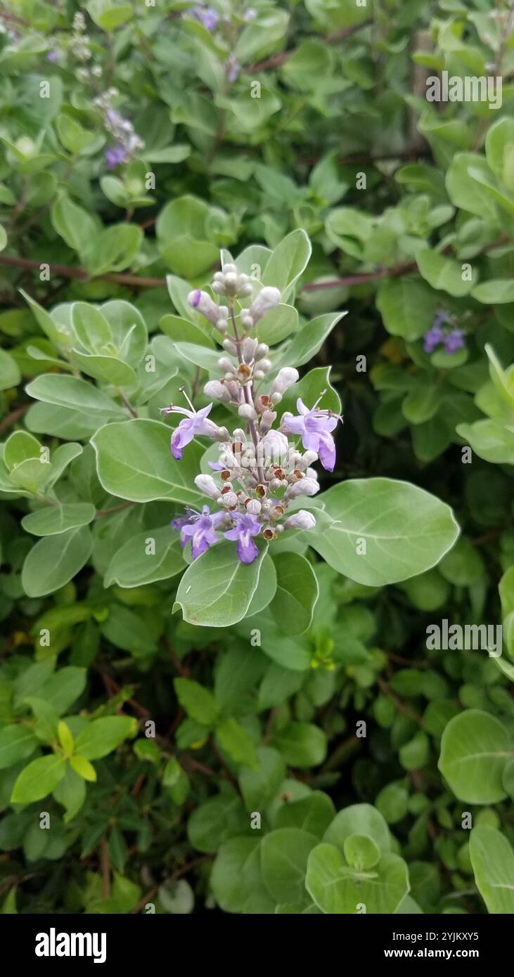 Beach Vitex (Vitex rotundifolia Stock Photo - Alamy