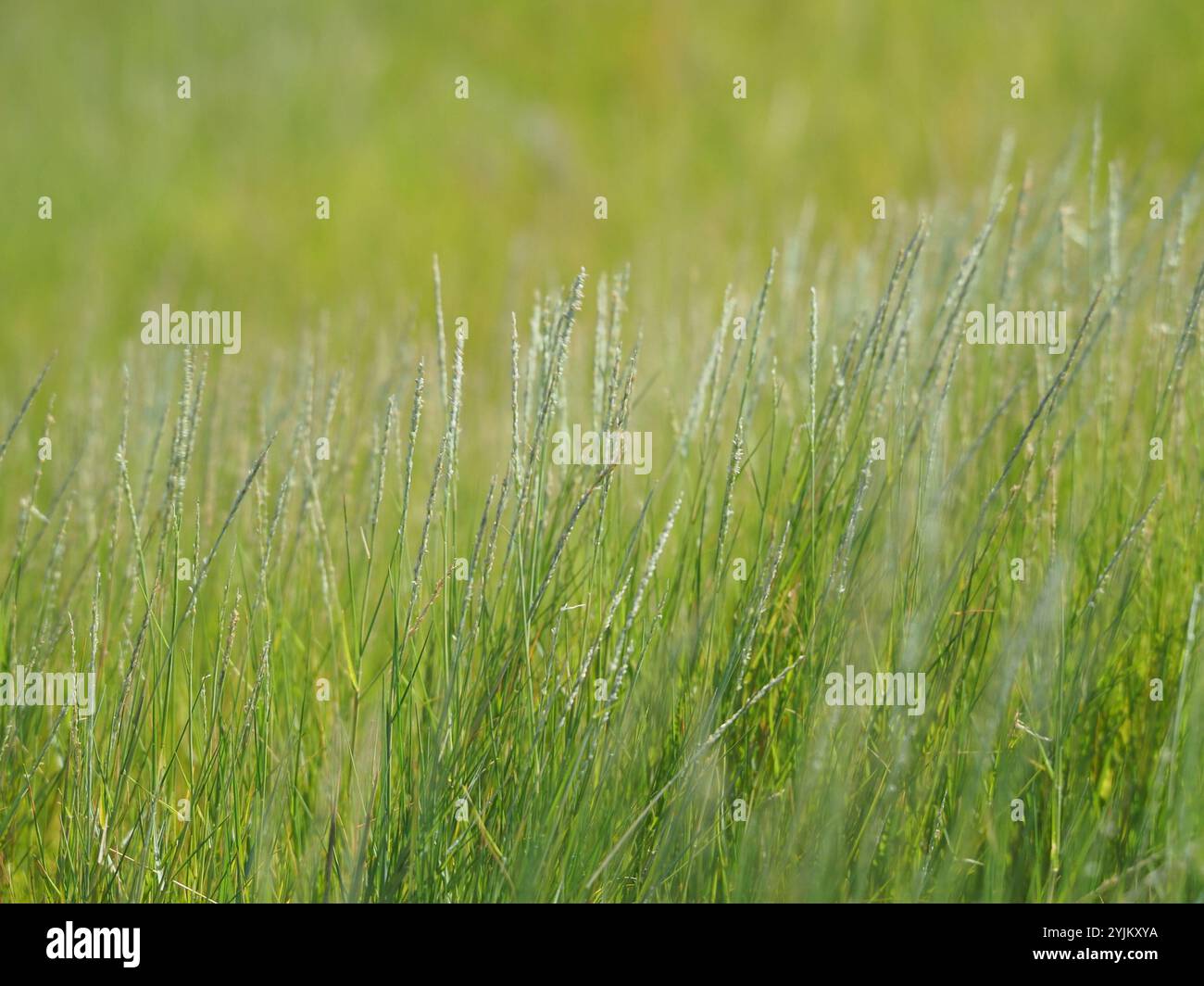 Seashore dropseed hi-res stock photography and images - Alamy