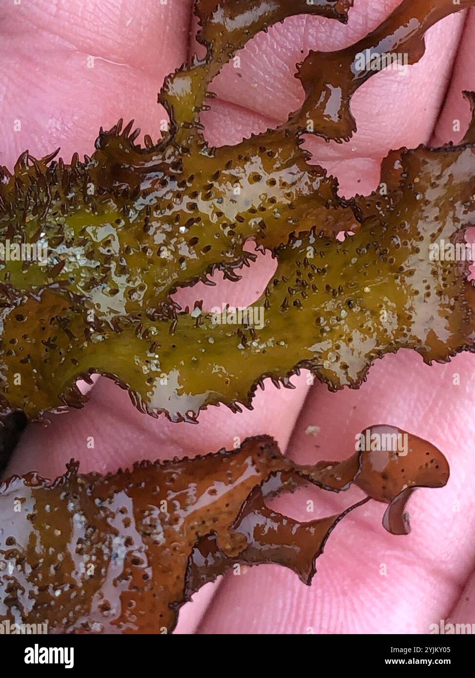 Mastocarpus papillatus hi-res stock photography and images - Alamy