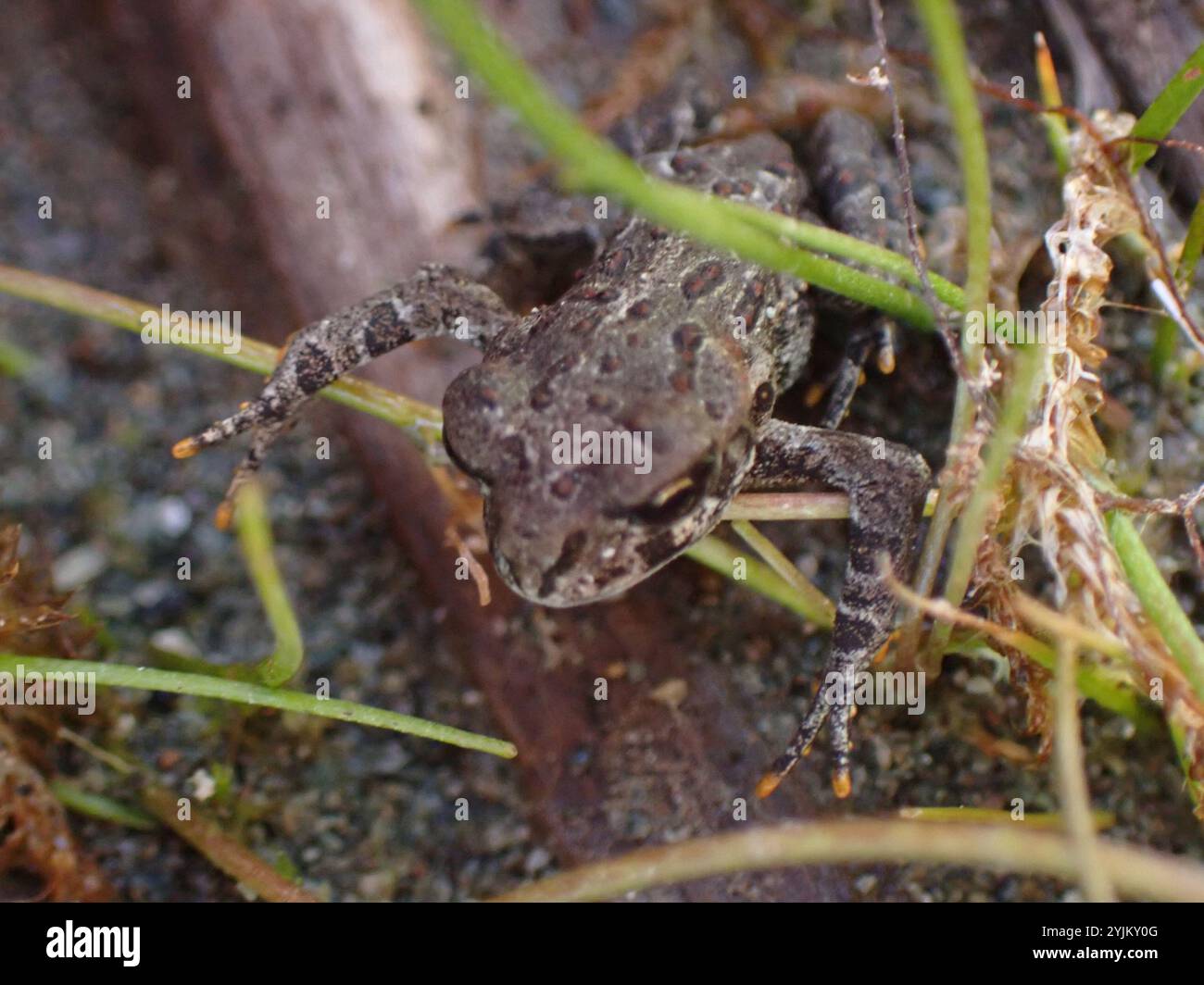 Western Toad (Anaxyrus boreas Stock Photo - Alamy