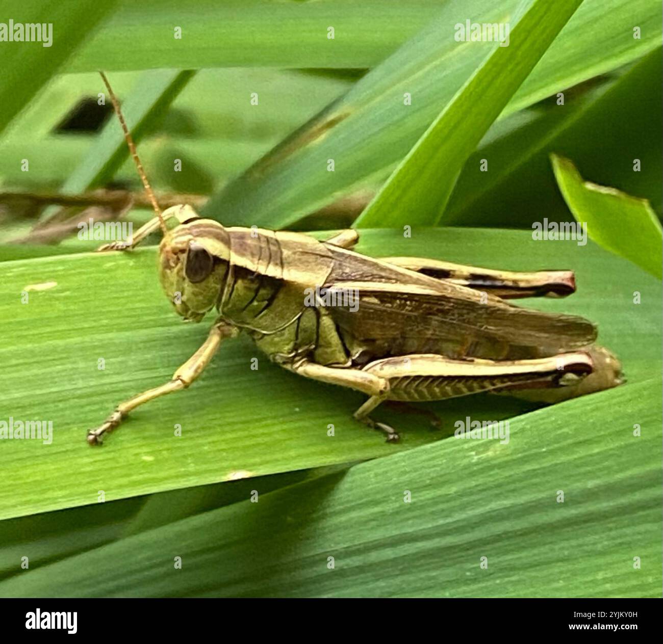 Two-striped Grasshopper (Melanoplus bivittatus Stock Photo - Alamy