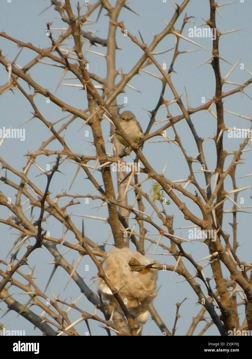 African Penduline-Tit (Anthoscopus caroli Stock Photo - Alamy