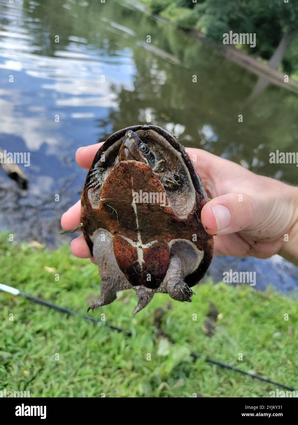 Eastern Musk Turtle (Sternotherus odoratus Stock Photo - Alamy