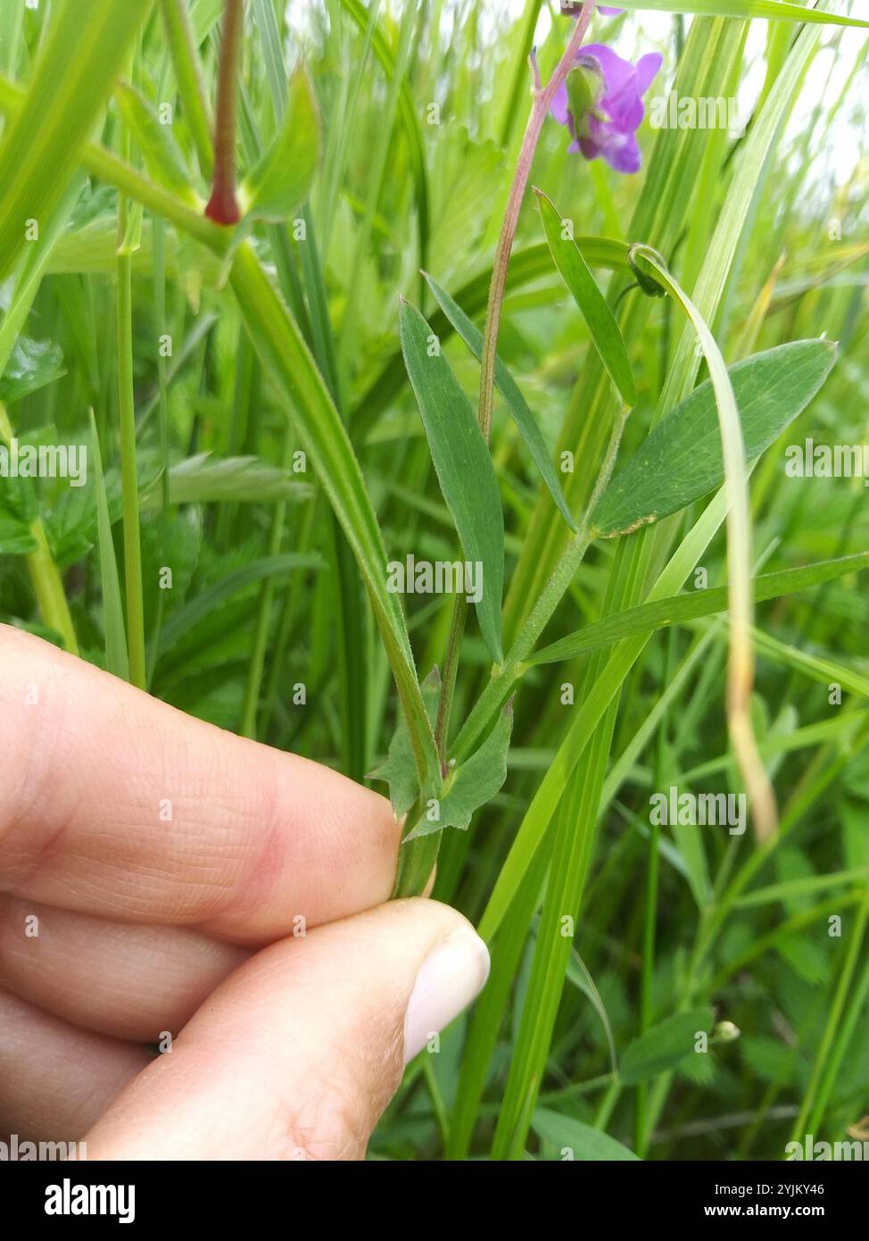 marsh pea (Lathyrus palustris Stock Photo - Alamy