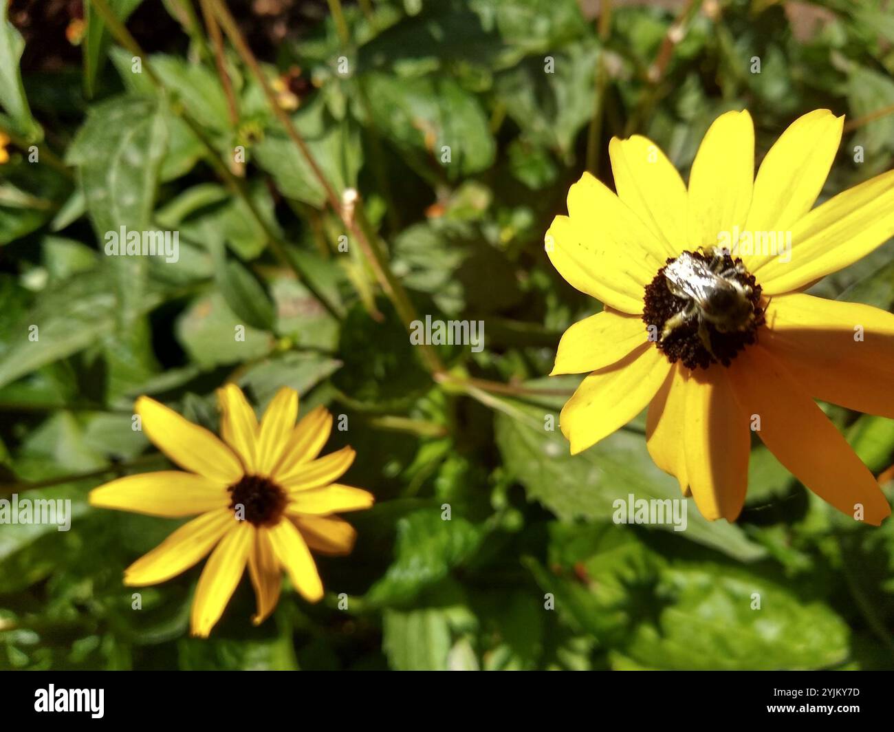 Longhorn Bees (Eucerini Stock Photo - Alamy