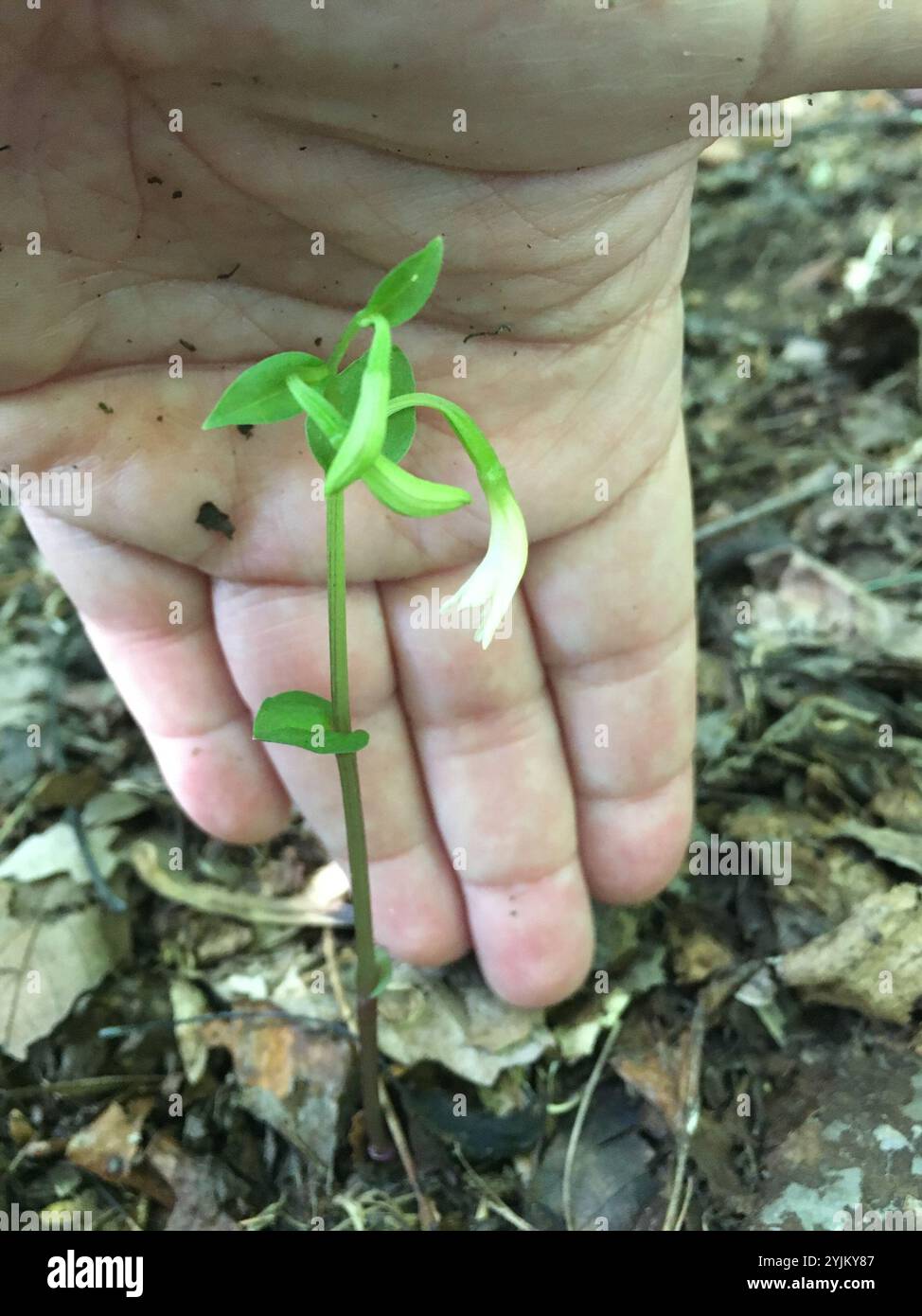 three birds orchid (Triphora trianthophoros Stock Photo - Alamy