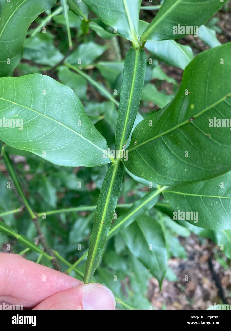 Genip (Melicoccus bijugatus Stock Photo - Alamy