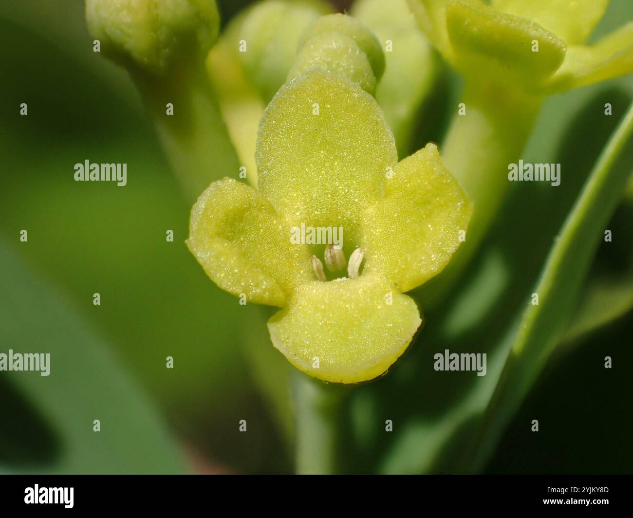 Bootlace Plant (Wikstroemia indica Stock Photo - Alamy
