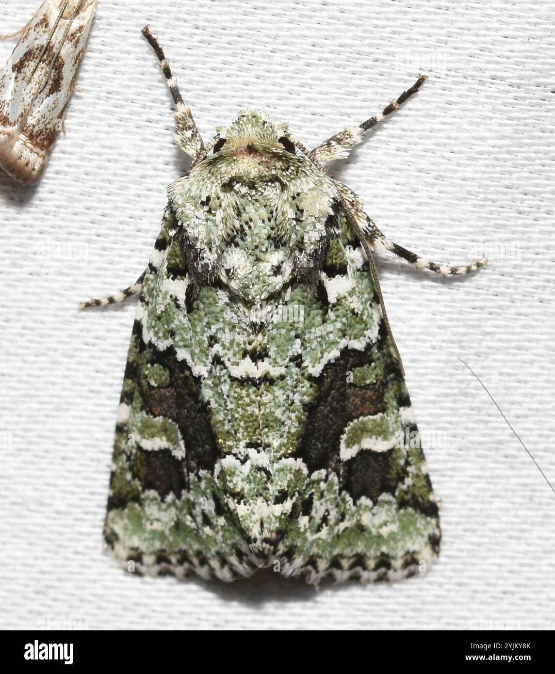 Laudabilis hi-res stock photography and images - Alamy