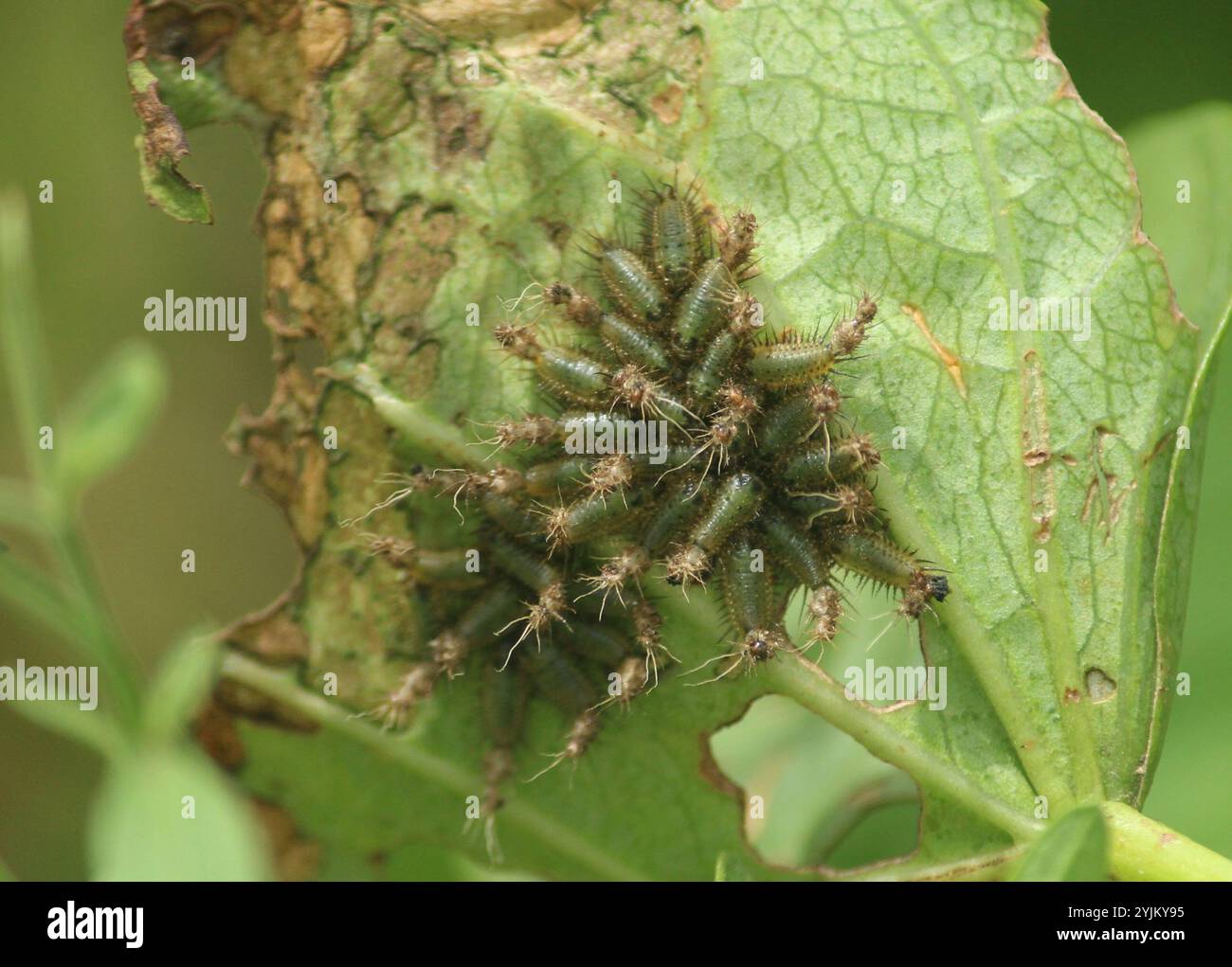 Asian Spotted Tortoise Beetle (Aspidimorpha miliaris Stock Photo - Alamy