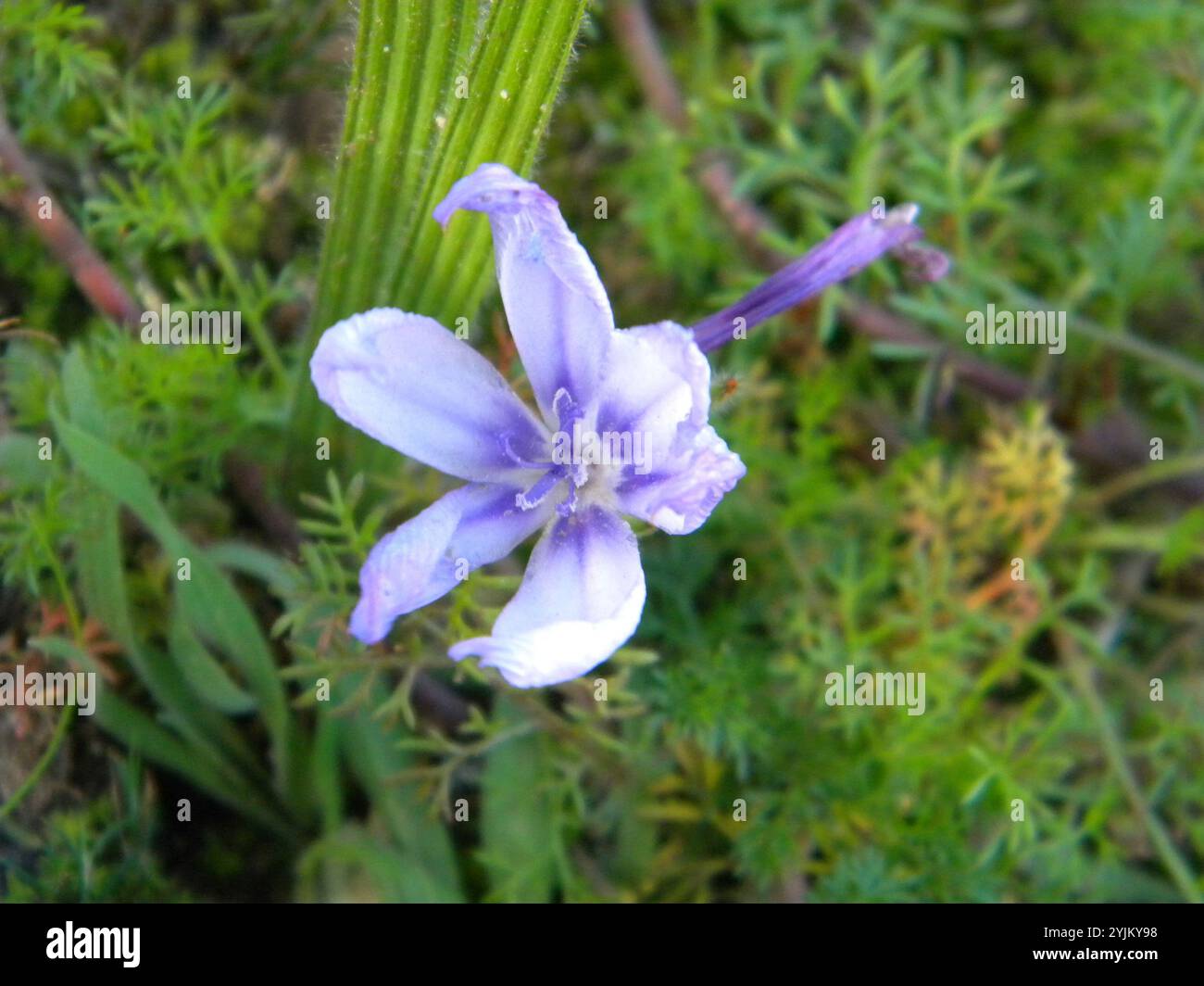 Baboon root hi-res stock photography and images - Alamy