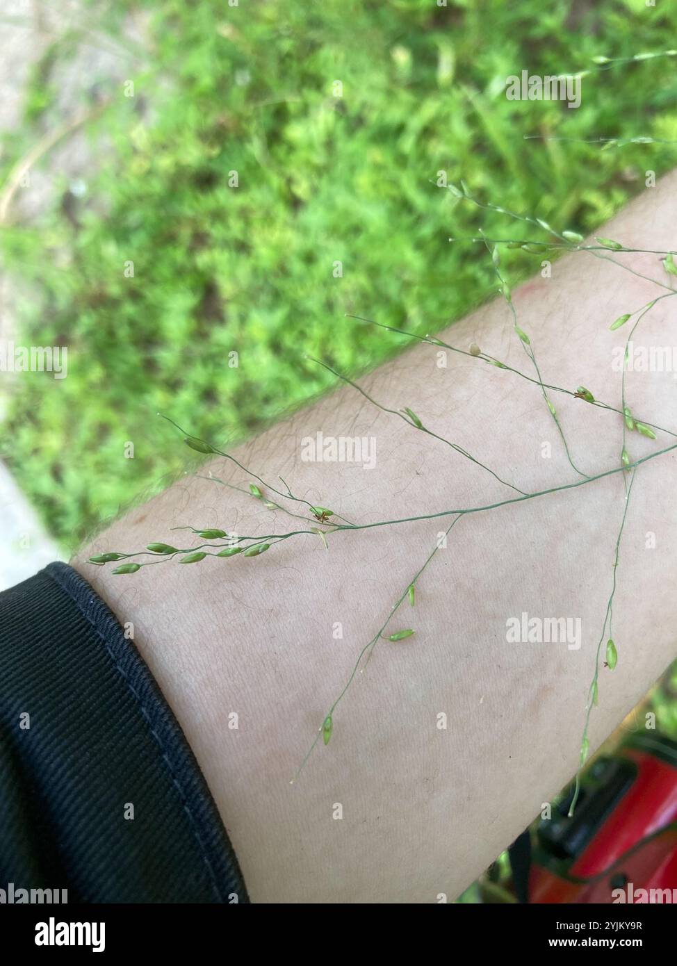 guinea grass (Megathyrsus maximus Stock Photo - Alamy