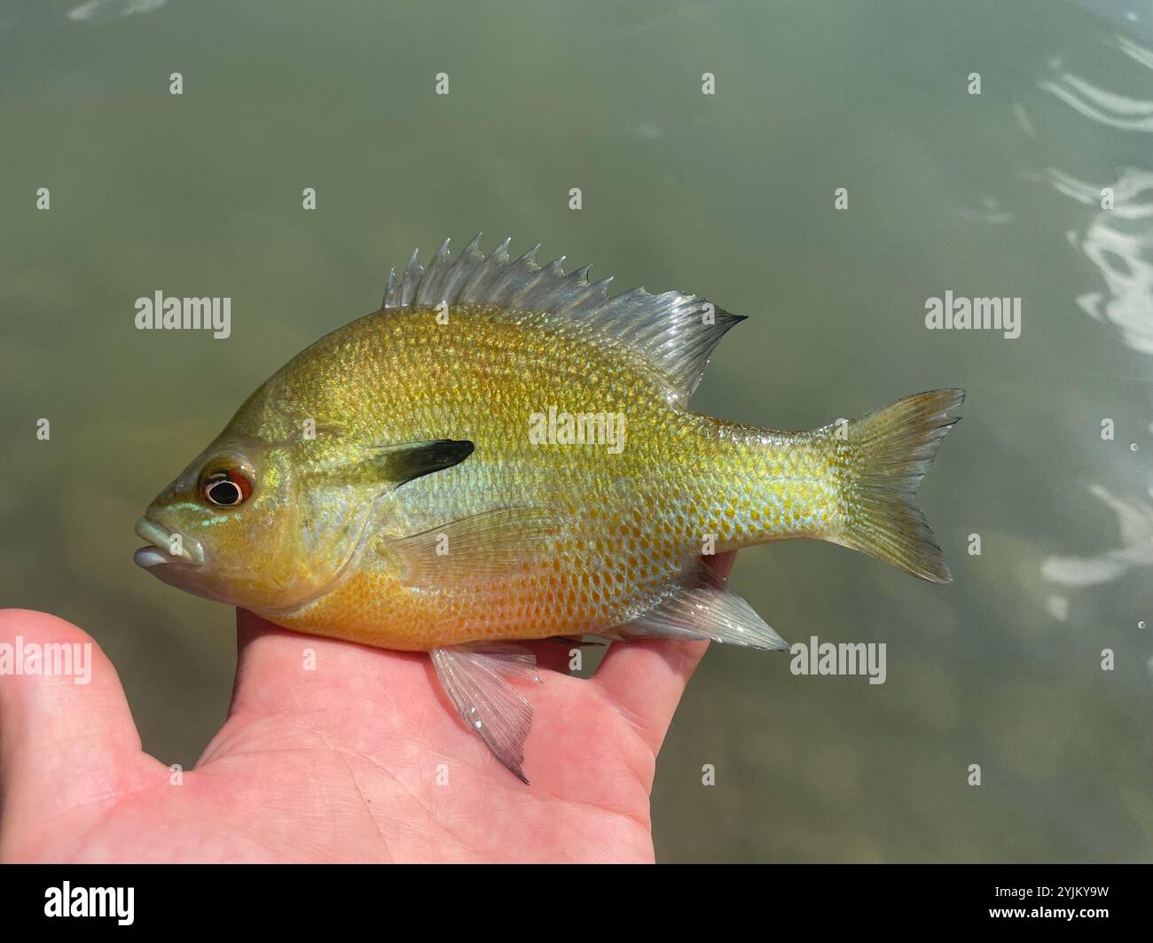 Redbreast Sunfish (Lepomis auritus Stock Photo - Alamy