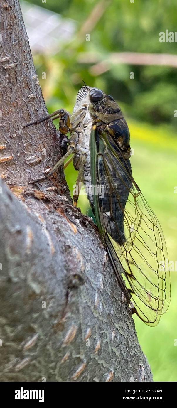 Northern Dog-day Cicada (Neotibicen canicularis Stock Photo - Alamy