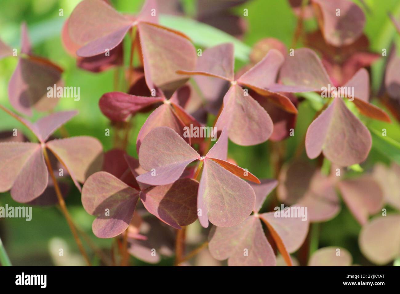 (Oxalis stricta rufa Stock Photo - Alamy