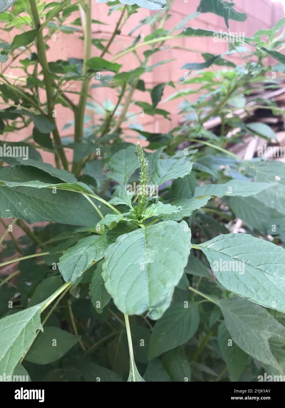 Amaranthus palmeri hi-res stock photography and images - Alamy