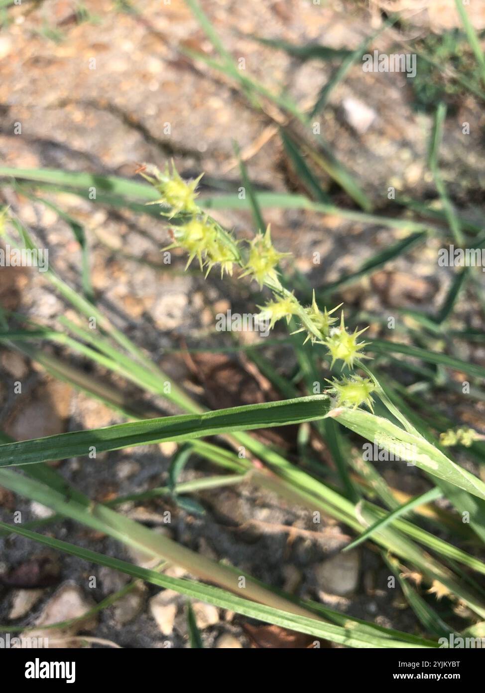 Sandbur hi-res stock photography and images - Alamy