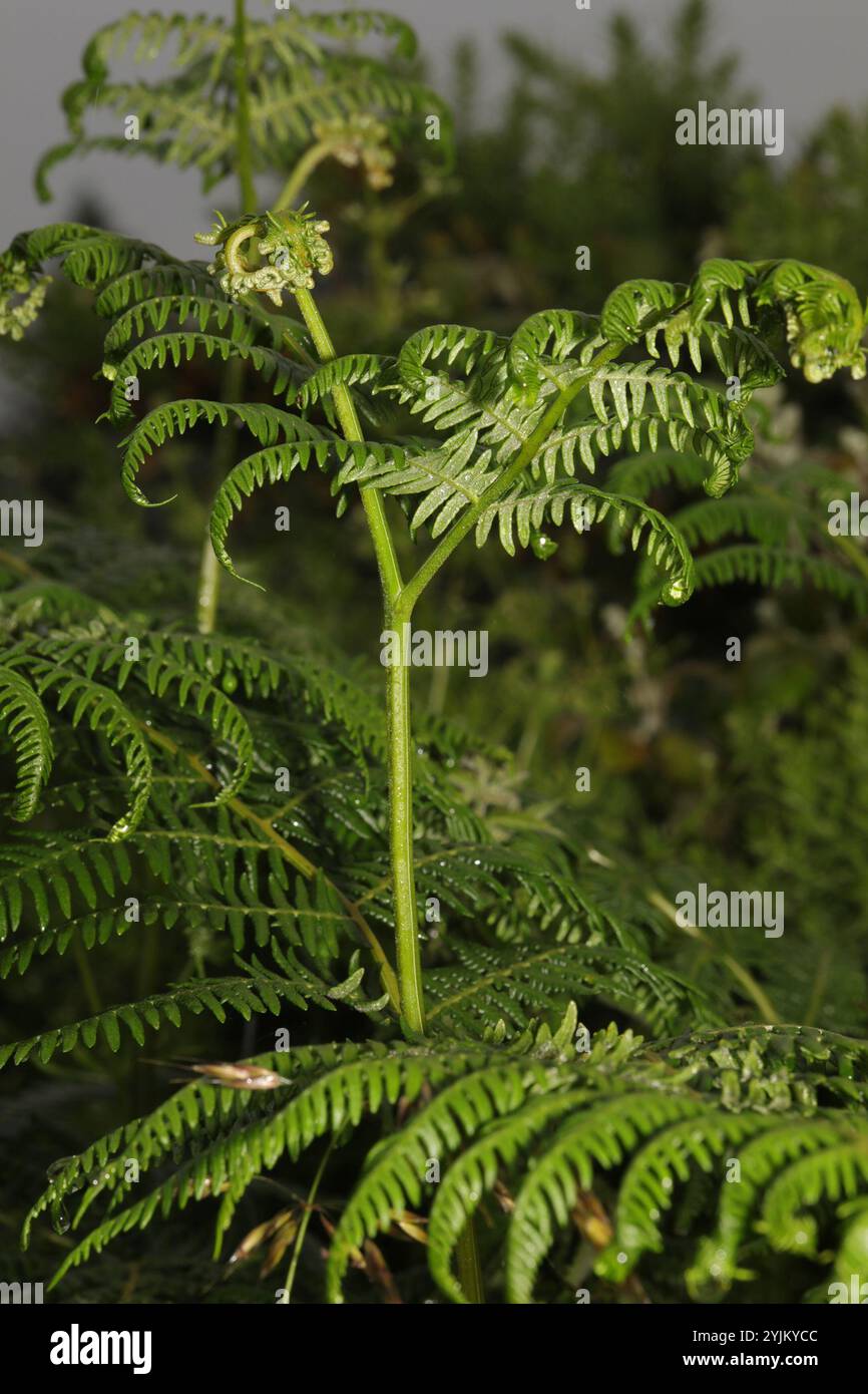 common bracken (Pteridium aquilinum Stock Photo - Alamy
