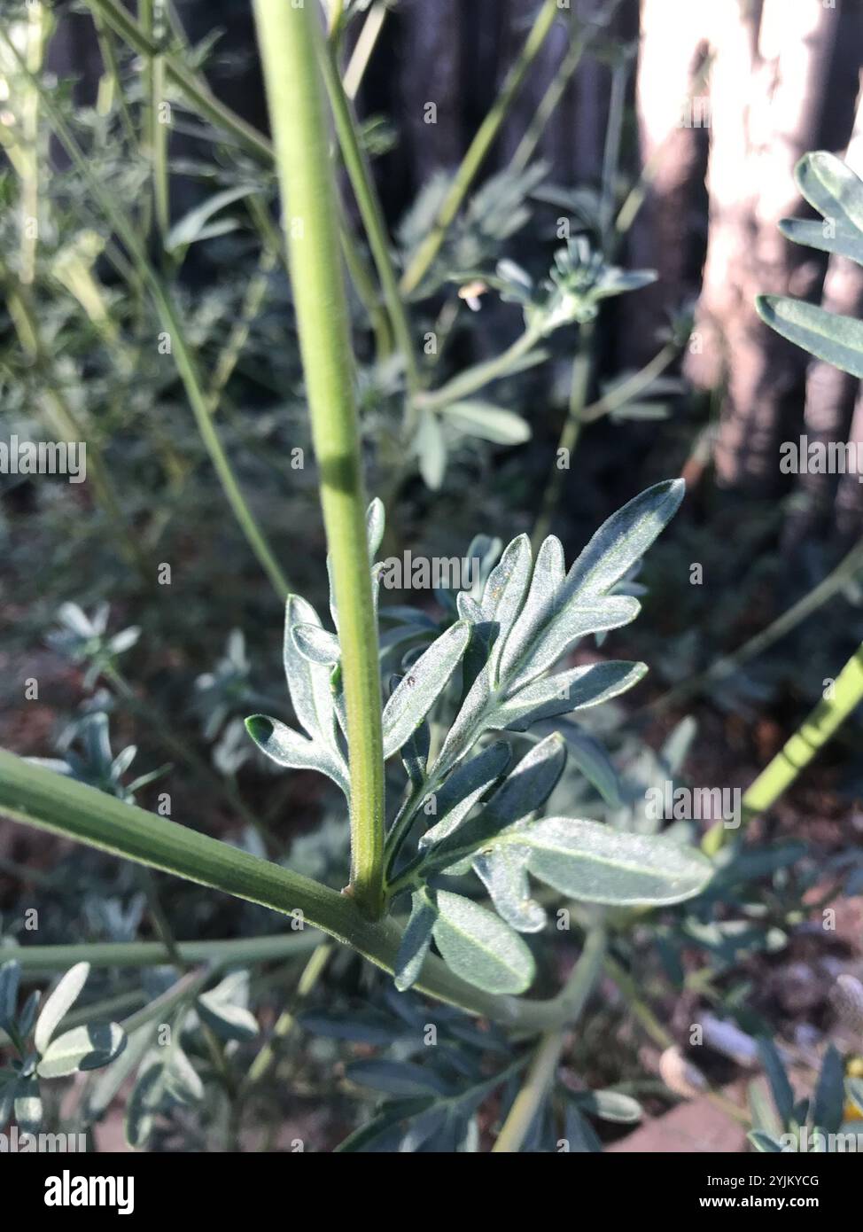 Hymenothrix dissecta hi-res stock photography and images - Alamy