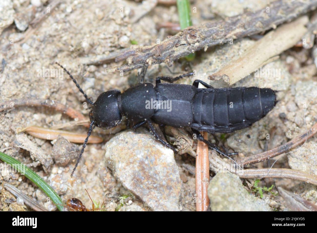 Devil's Coach Horse Beetle (Ocypus olens Stock Photo - Alamy