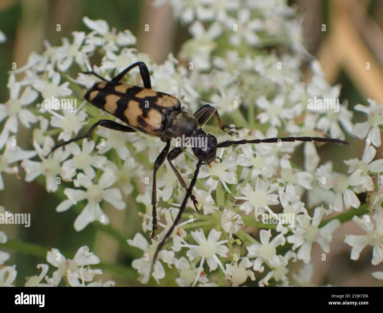 four-banded longhorn beetle (Leptura quadrifasciata Stock Photo - Alamy