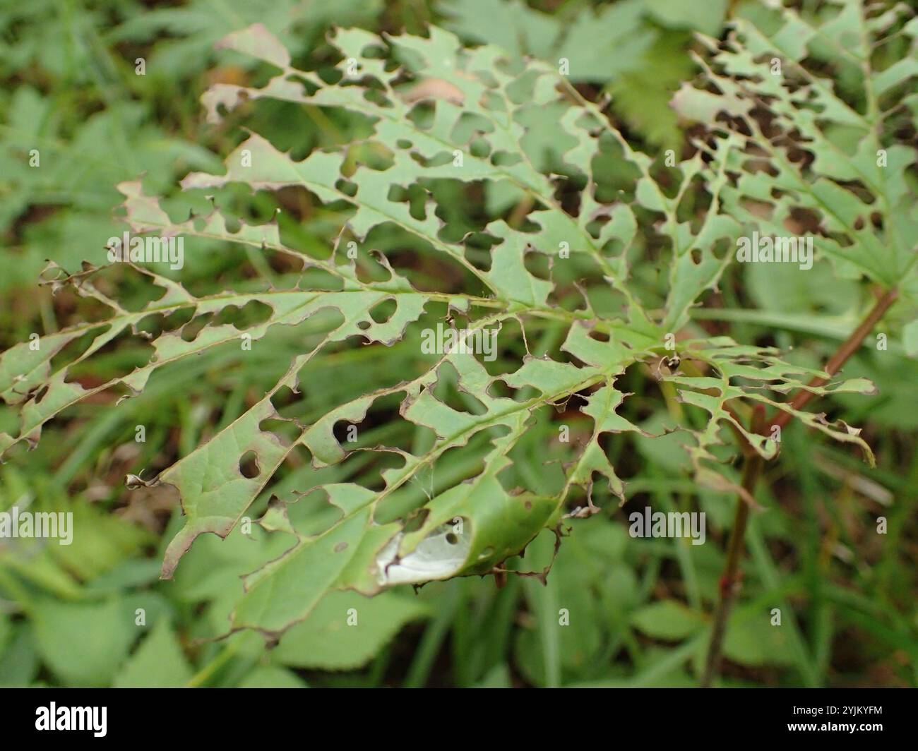Viburnum Leaf Beetle (Pyrrhalta viburni Stock Photo - Alamy