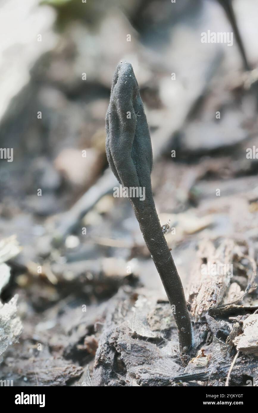 Earth Tongues (Geoglossum Stock Photo - Alamy