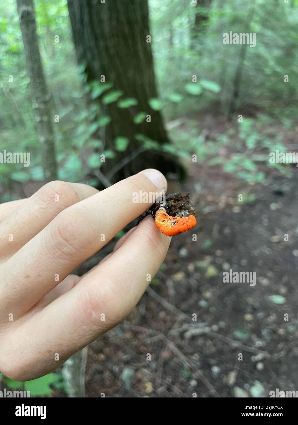 Scarlet caterpillar club hi-res stock photography and images - Alamy