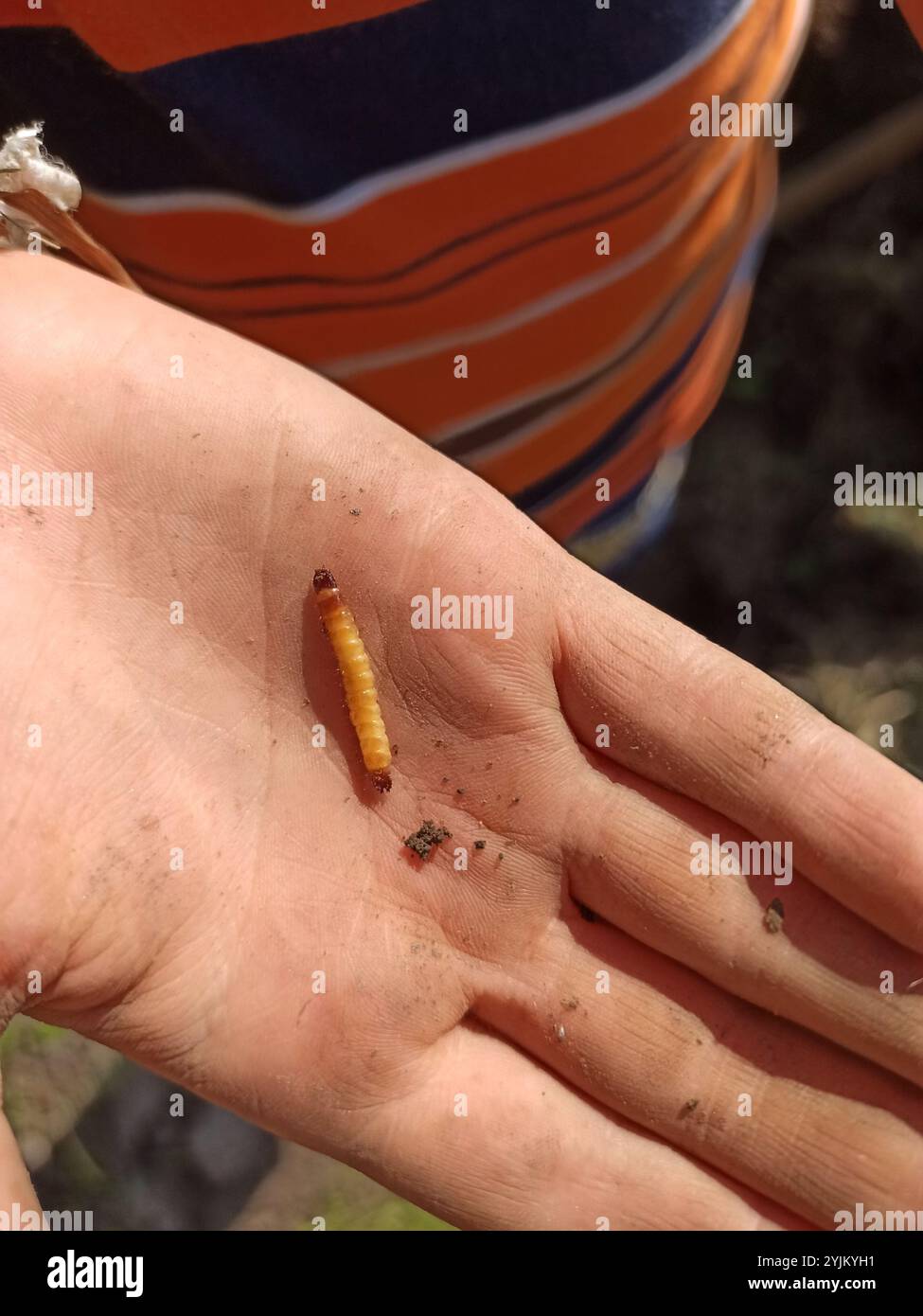 Water, Rove, Scarab, Long-horned, Leaf, and Snout Beetles (Polyphaga ...