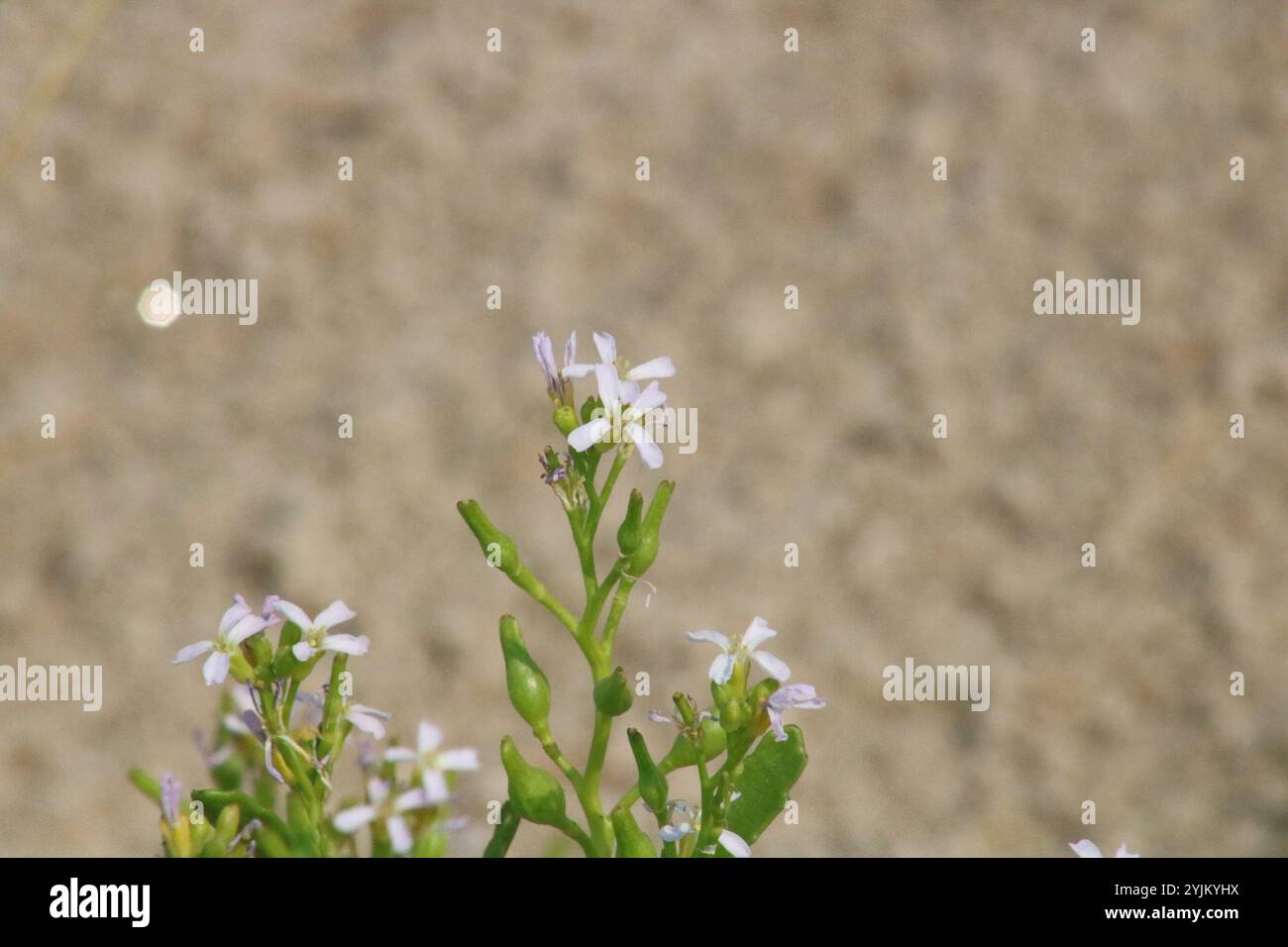 American searocket hi-res stock photography and images - Alamy