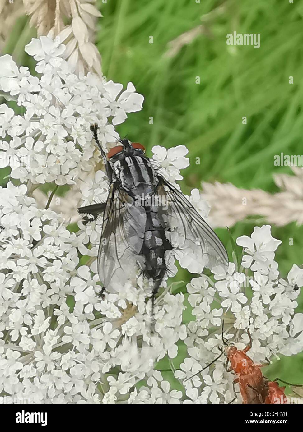 Common Flesh Flies (Sarcophaga Stock Photo - Alamy
