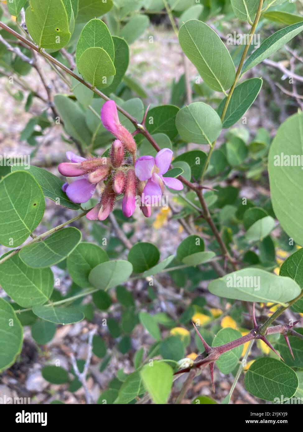 New Mexico locust (Robinia neomexicana Stock Photo - Alamy