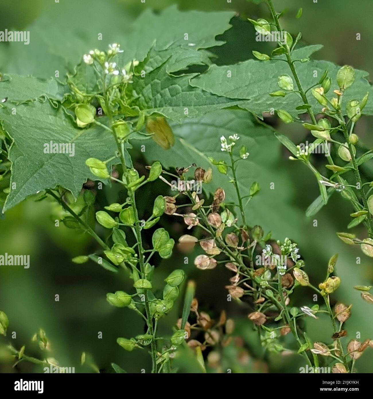 Virginia pepperweed (Lepidium virginicum Stock Photo - Alamy