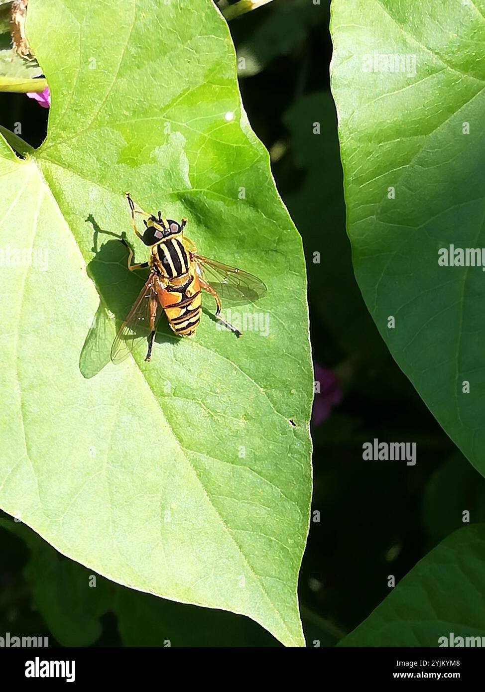 Sun Fly (Helophilus pendulus Stock Photo - Alamy