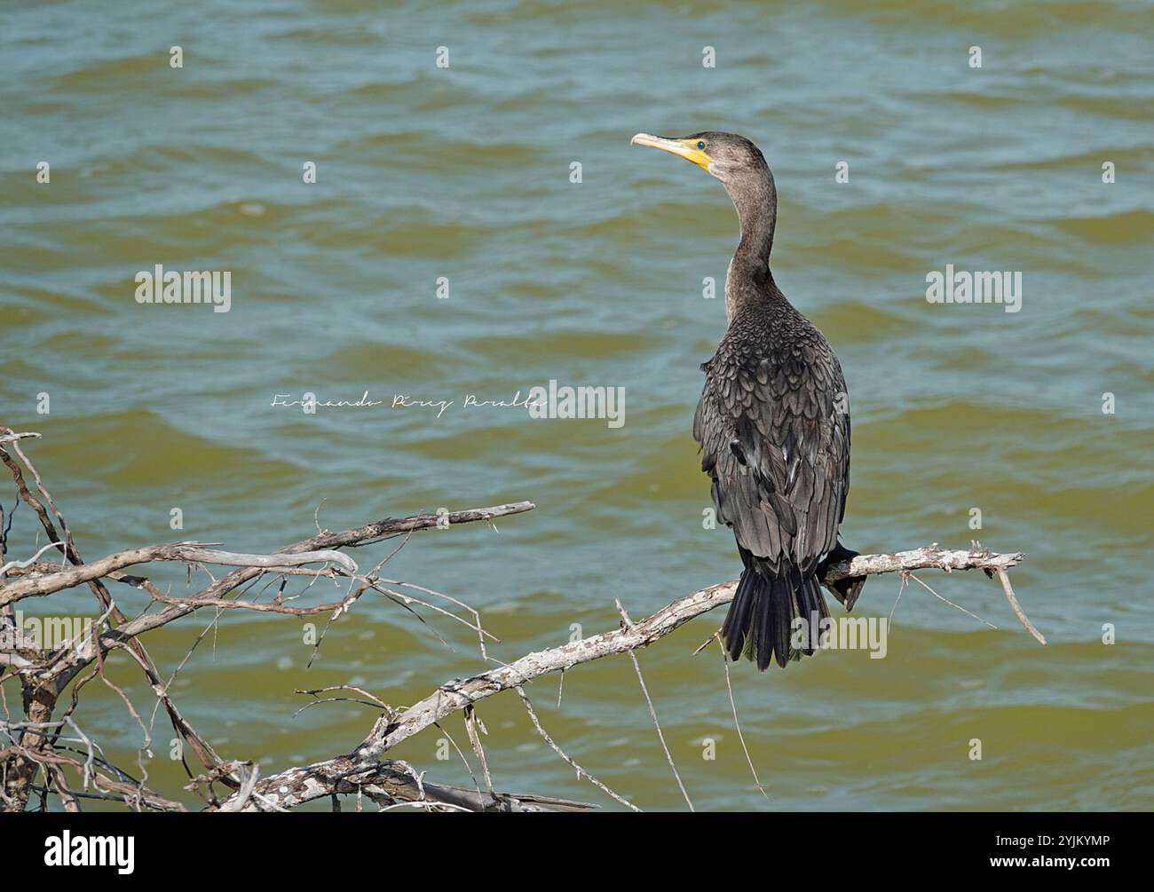 Neotropic Cormorant (Nannopterum brasilianum Stock Photo - Alamy
