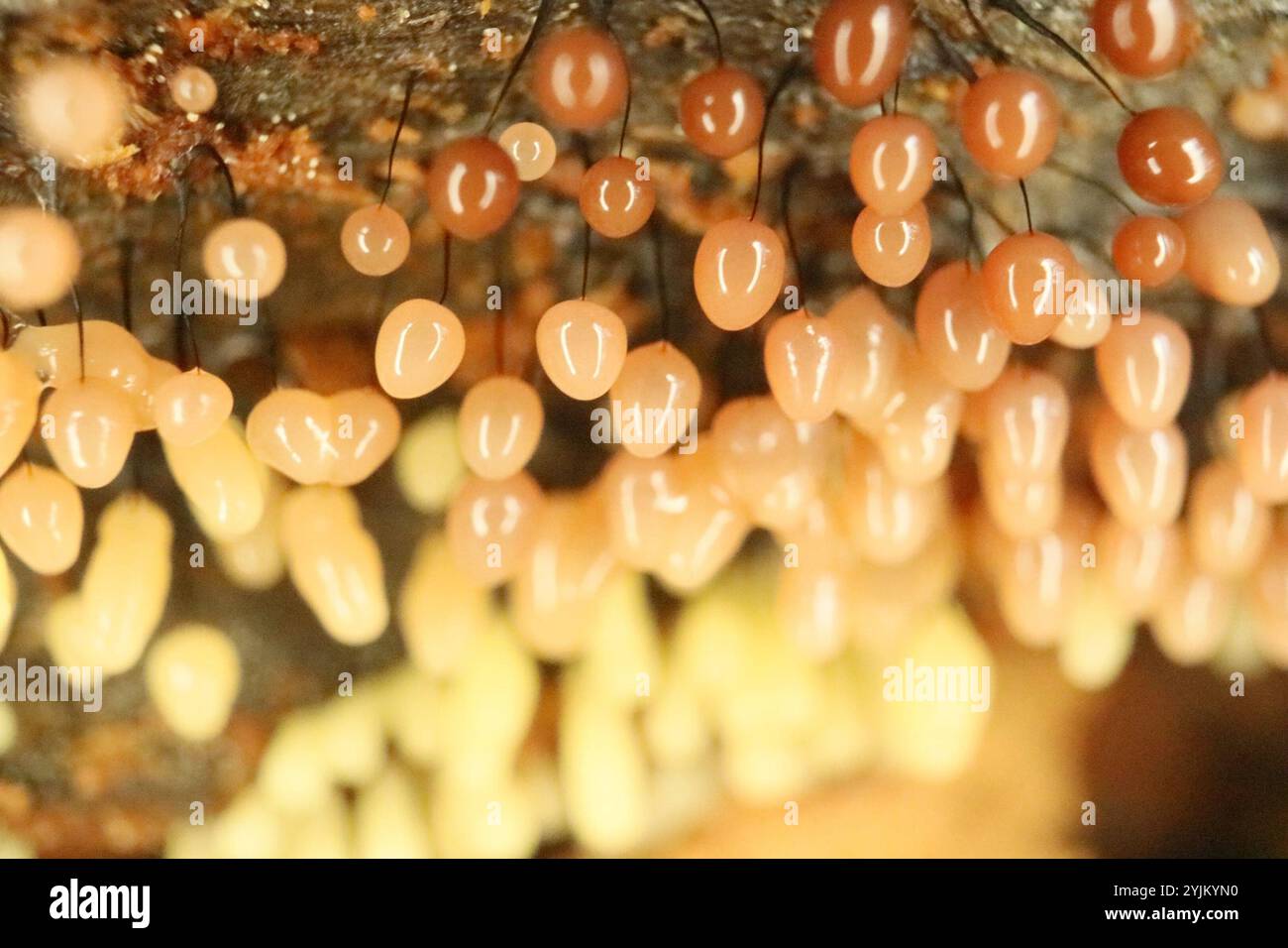 Comatricha nigra hi-res stock photography and images - Alamy