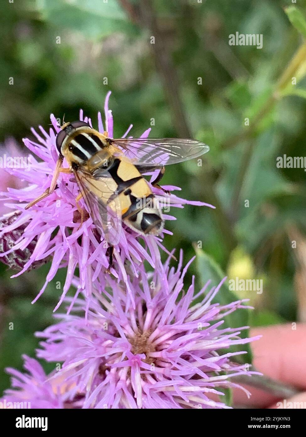 Trivittate Marsh Fly (Helophilus trivittatus Stock Photo - Alamy