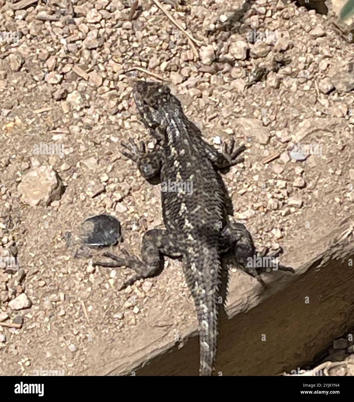 Coast Range Fence Lizard (Sceloporus occidentalis bocourtii Stock Photo ...