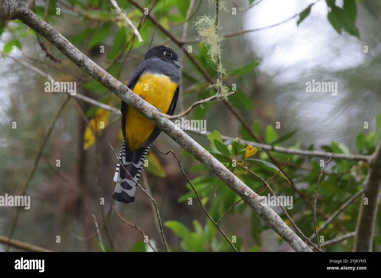 Gartered trogon trogon caligatus hi-res stock photography and images ...