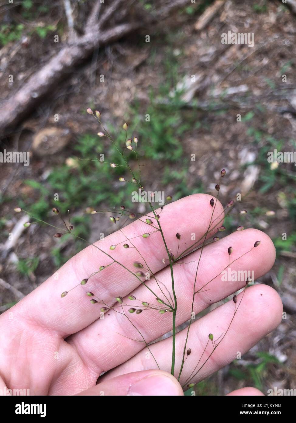Variable Witchgrass (Dichanthelium commutatum commutatum Stock Photo ...