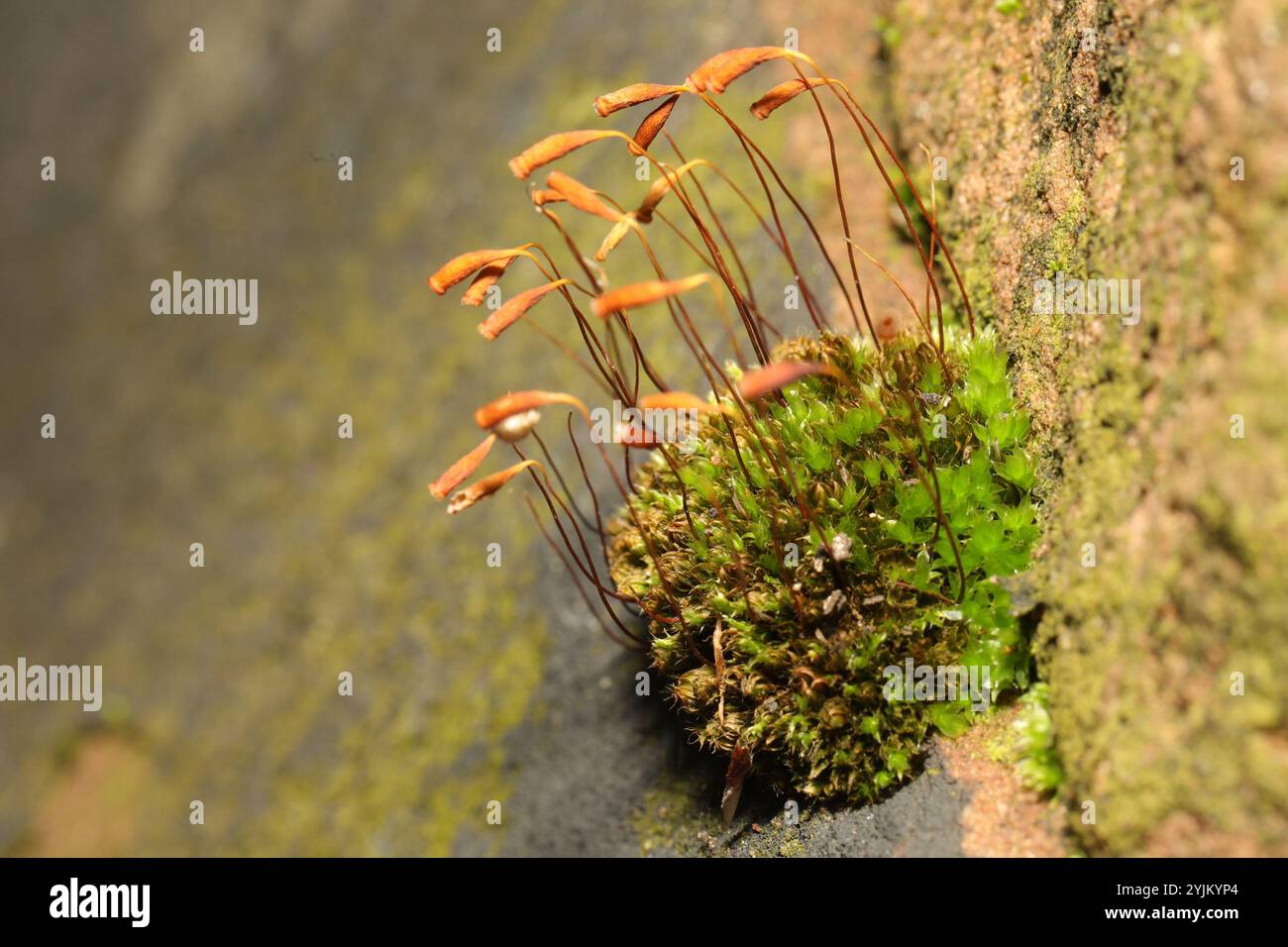 Capillary Thread-moss (Ptychostomum capillare Stock Photo - Alamy