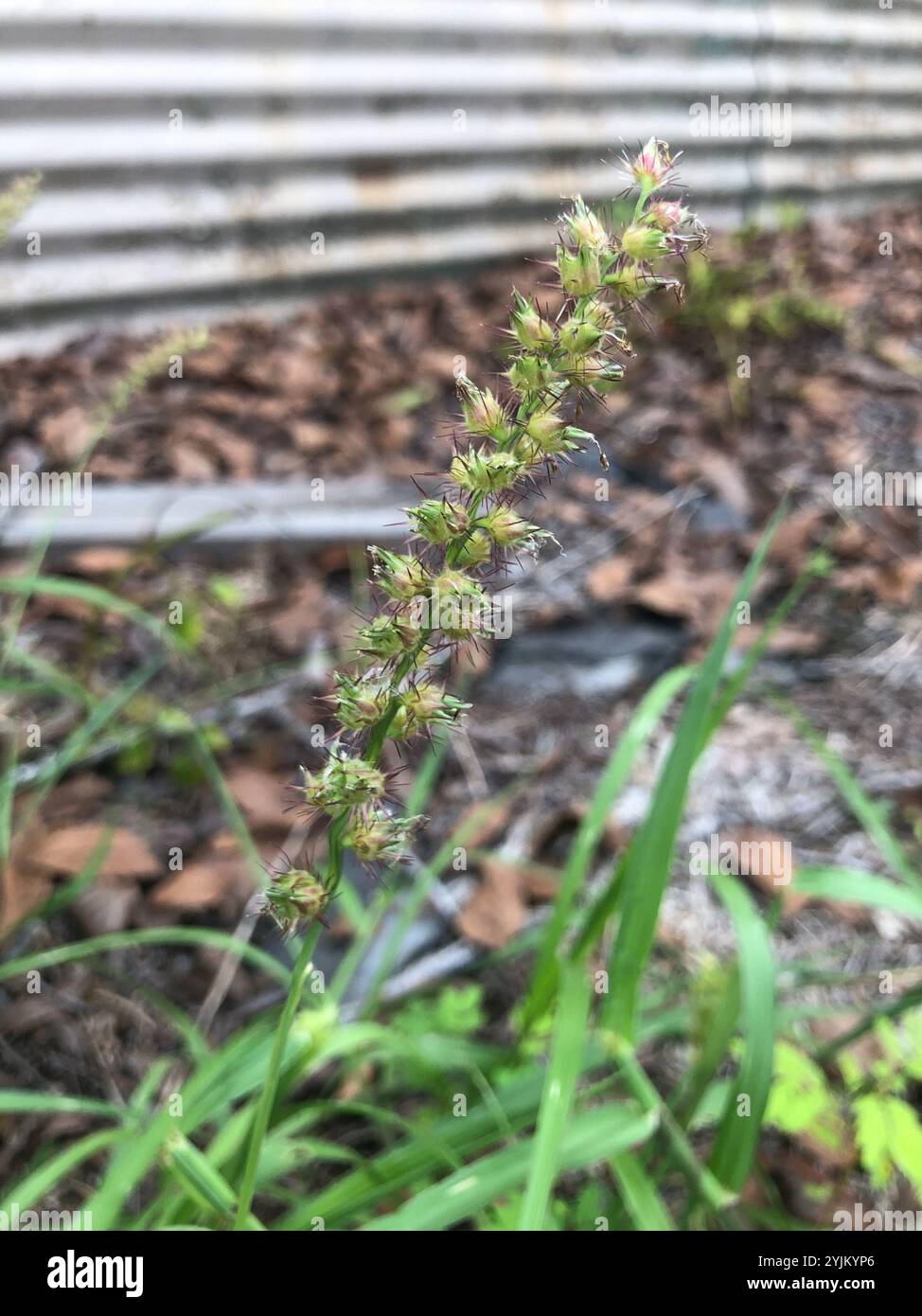 Southern Sandbur (Cenchrus echinatus Stock Photo - Alamy